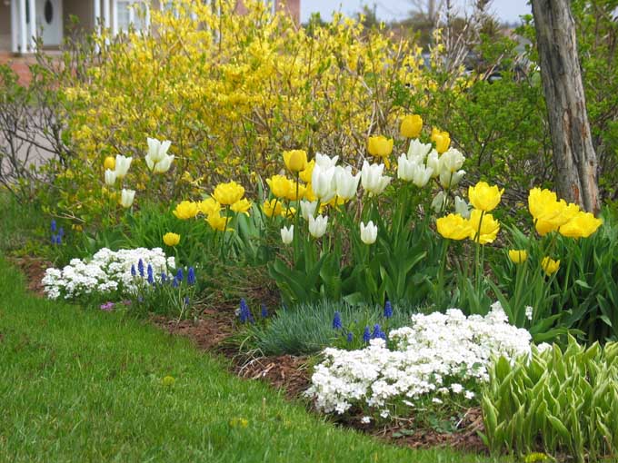 How Far Apart To Plant Hosta