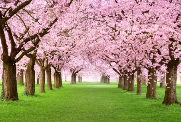 4 Best Flowering Cherry Trees to Grow in the South | Gardener's Path
