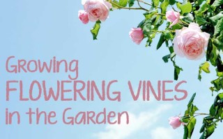 Native Vines for Your Landscape - Gardener's Path