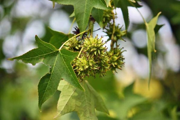 15 Best Deer-Resistant Landscape Trees for Your Yard