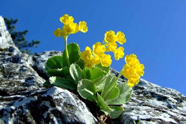 Green Flowers: From Beautiful to Bizarre | Gardener's Path