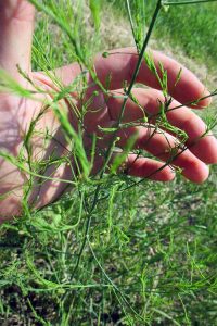 How to Grow Asparagus Like a Pro | Gardener's Path