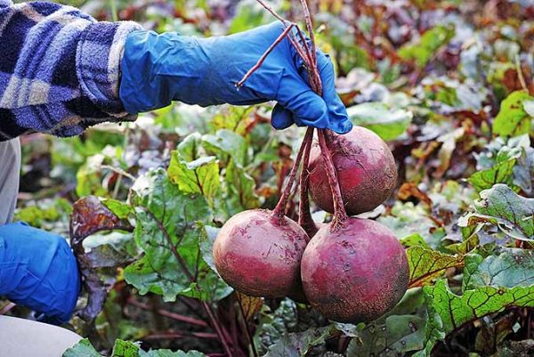 How to Grow Beets: a 3 Season Crop | Gardener's Path