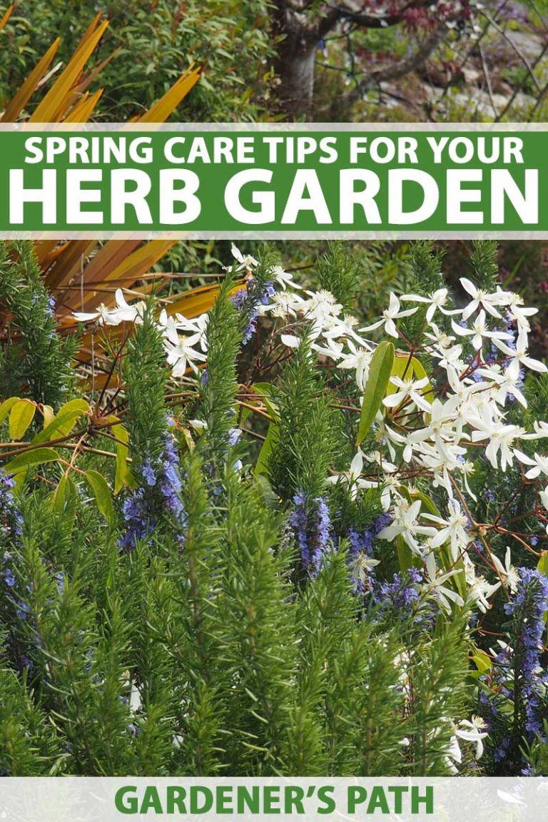 Spring Care Tips For Your Herb Garden | Gardener's Path