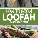 How to Grow Loofah Sponge | Gardener’s Path