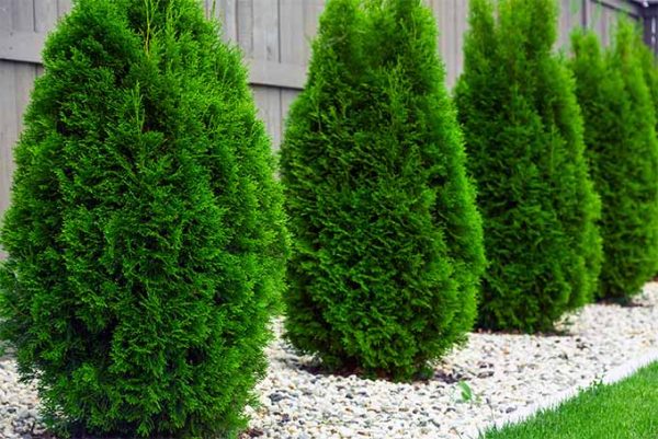 Los mejores arbustos para crear setos | Sendero del jardinero ...
