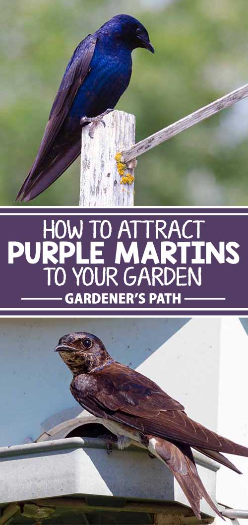 How to Attract Purple Martins to Your Garden | Gardener’s Path