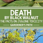 How to Stop Black Walnut Juglone Toxicity | Gardener’s Path