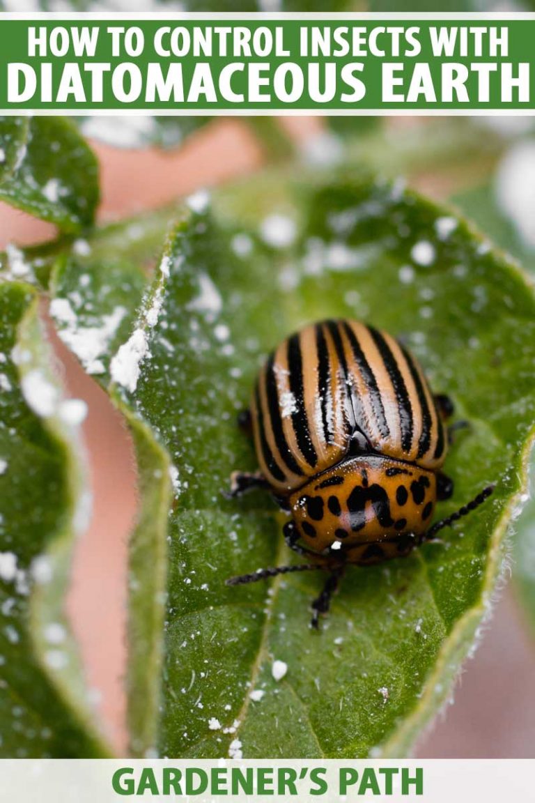 How to Use Diatomaceous Earth for Pest Control | Gardener’s Path