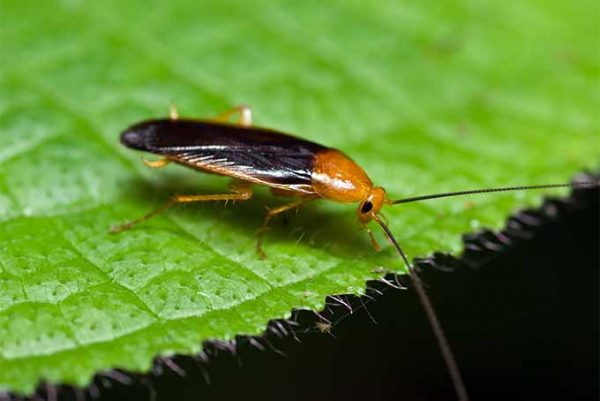 How to Rid Your Garden of Cockroaches | Gardener’s Path