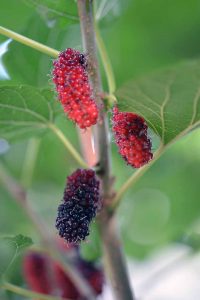 How to Grow Gorgeous Mulberry Trees | Gardener’s Path