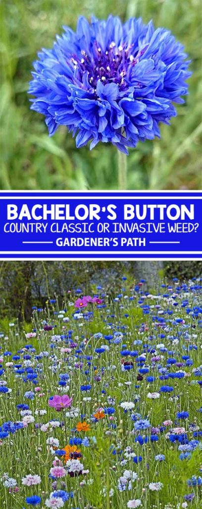 How to Grow Bachelor’s Button | Gardener’s Path