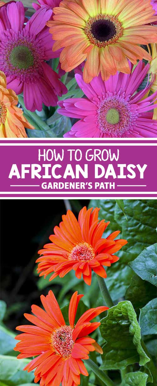 How to Grow Cape Marigolds (African Daisies) | Gardener’s Path