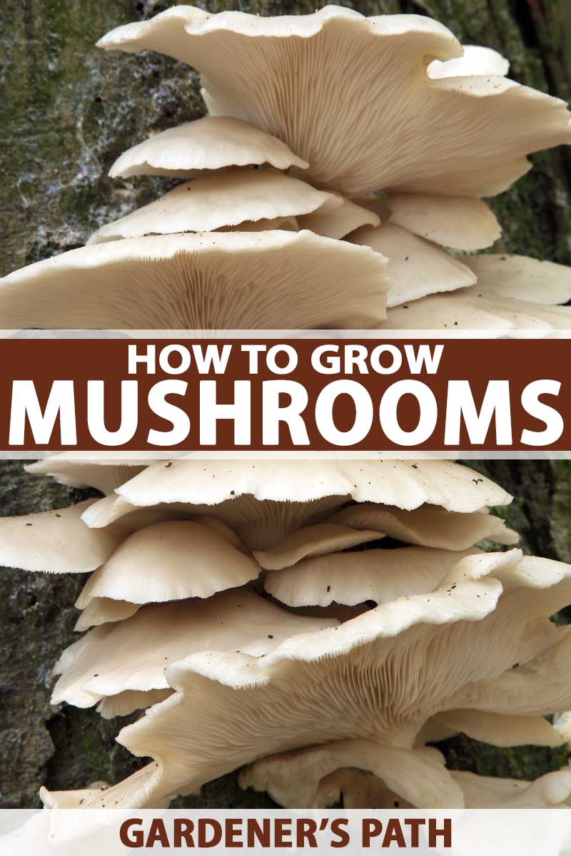 How To Grow Mushrooms Outdoors At Home Gardener s Path How To Grow Mushrooms Outdoors At Home Gardener s Path