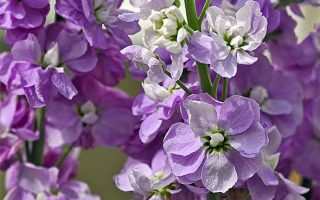 11 Native Blue Flowers for the Garden | Gardener's Path