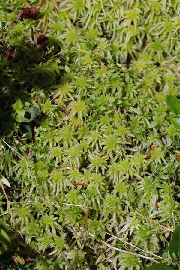 Should Gardeners Use Peat Moss? Plus 5 Alternatives | Gardener’s Path