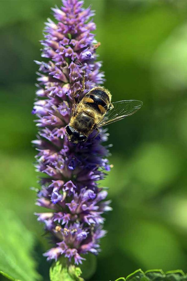 How to Grow and Care for Anise Hyssop Flowers | Gardener's Path