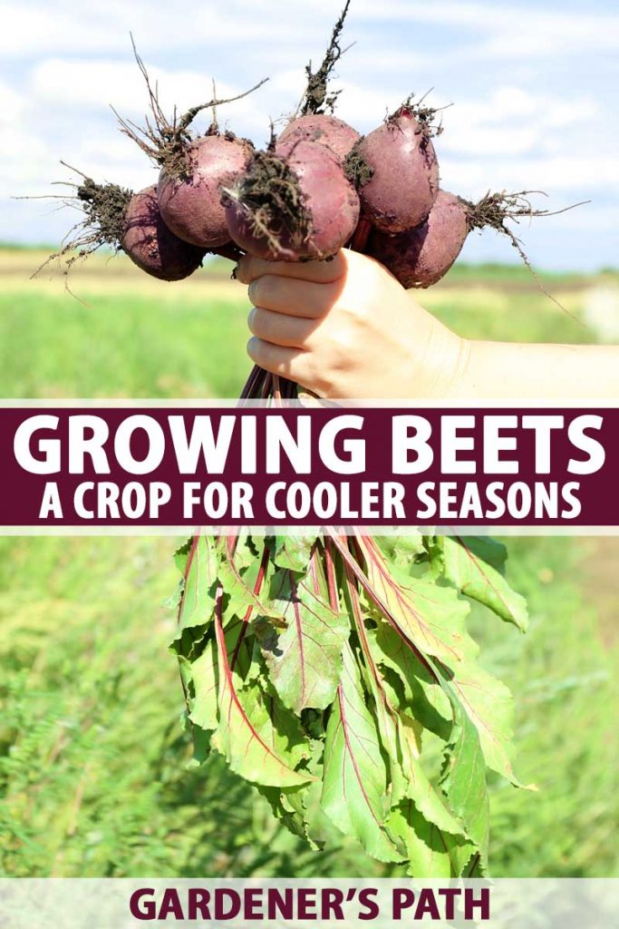 How to Grow Beets: a 3 Season Crop | Gardener's Path