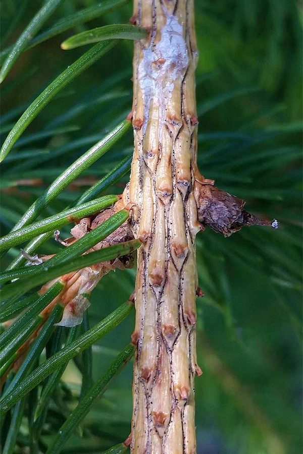 The Best Pine, Fir, and Spruce Identification Guide