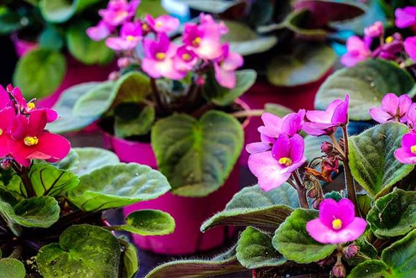 How to Propagate African Violets from Leaf Cuttings | Gardener’s Path
