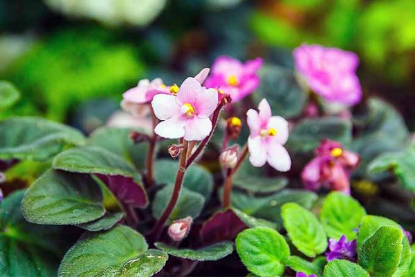How to Propagate African Violets from Leaf Cuttings | Gardener’s Path