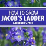 How to Grow Jacob’s Ladder | Gardener’s Path