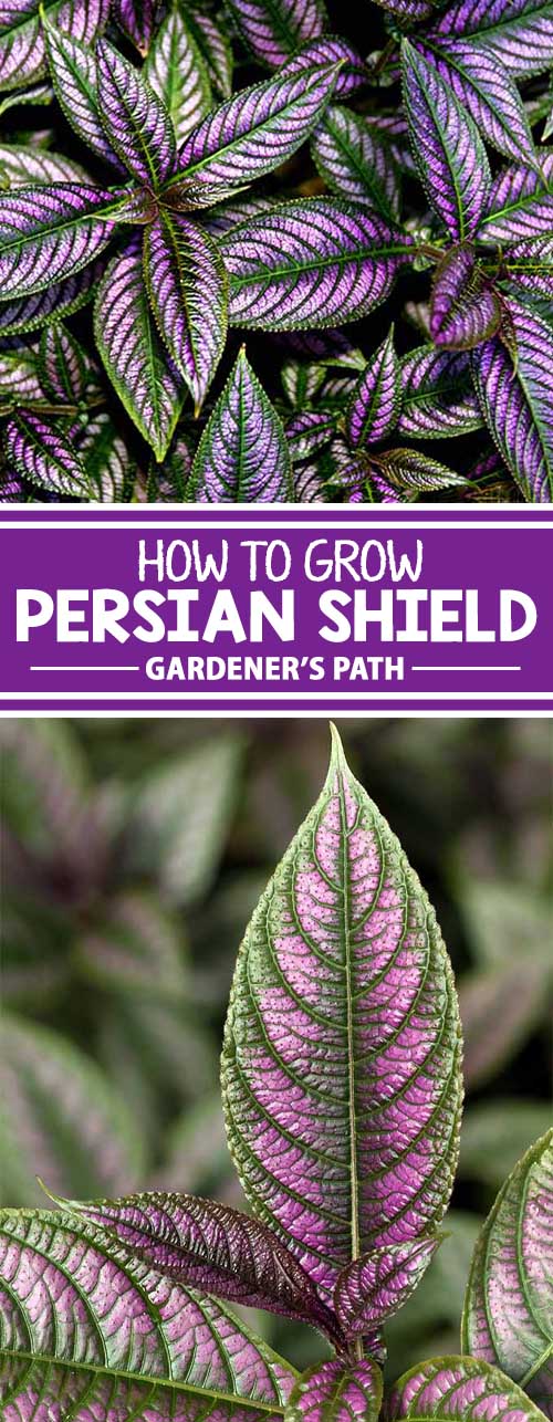 How to Grow and Care for Persian Shield | Gardener’s Path