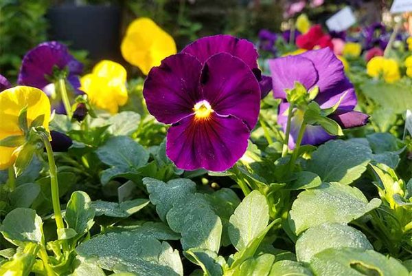 How to Grow Pansies and Violas for Multi-Season Color