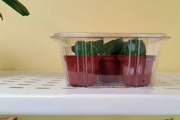How to Propagate African Violets from Leaf Cuttings | Gardener’s Path