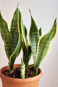 Guide to Basic Care of Houseplants | Gardener’s Path