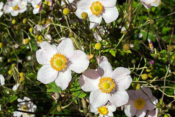 The Best Tips for Pruning Perennials in Spring and Fall | Gardener’s Path