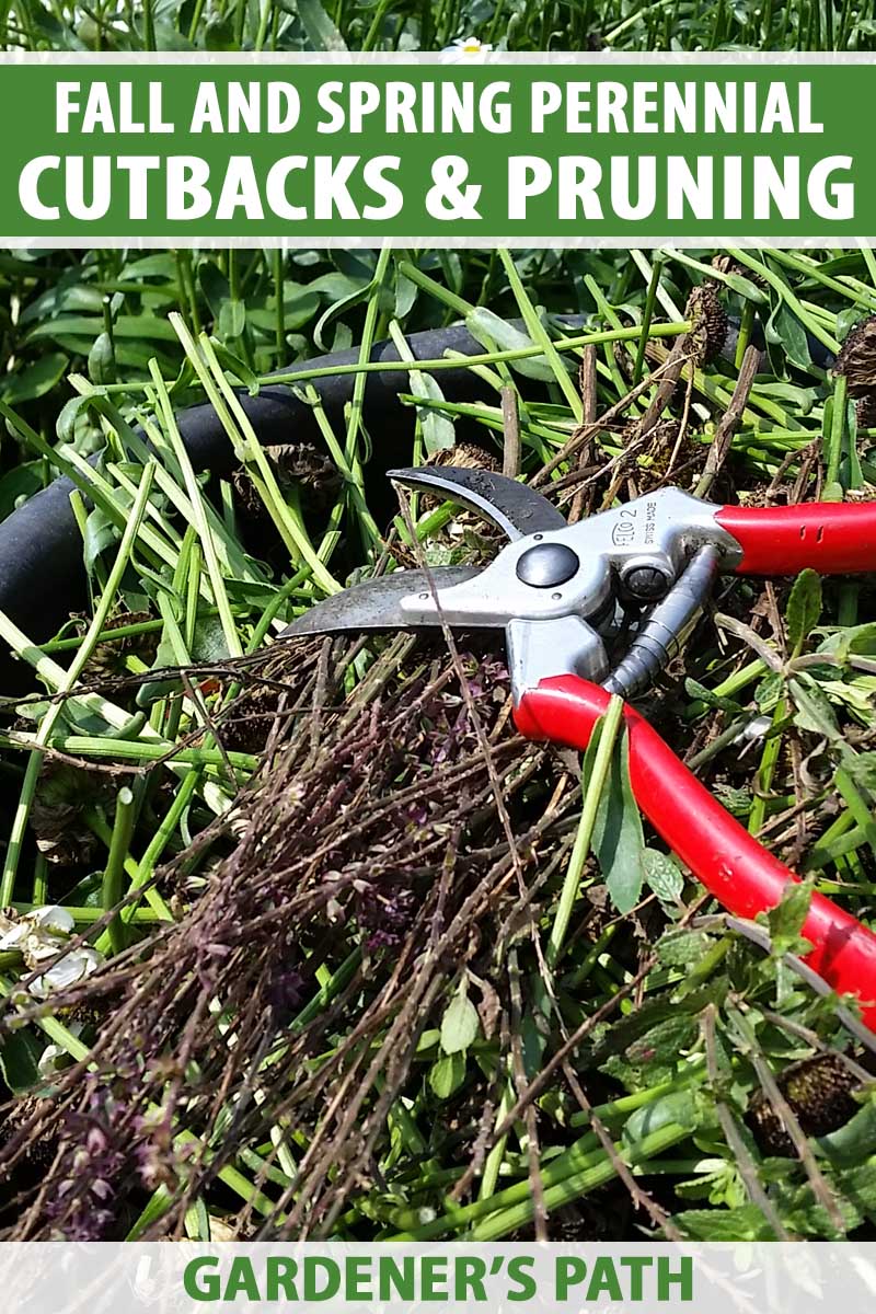 The Best Tips For Pruning Perennials In Spring And Fall Gardener s Path