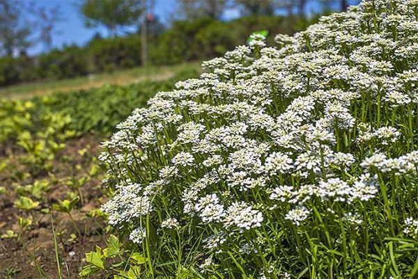 15 of the Best Flowering Ground Covers | Gardener’s Path