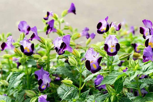 How To Grow And Care For Torenia Wishbone Flowers Gardener S Path