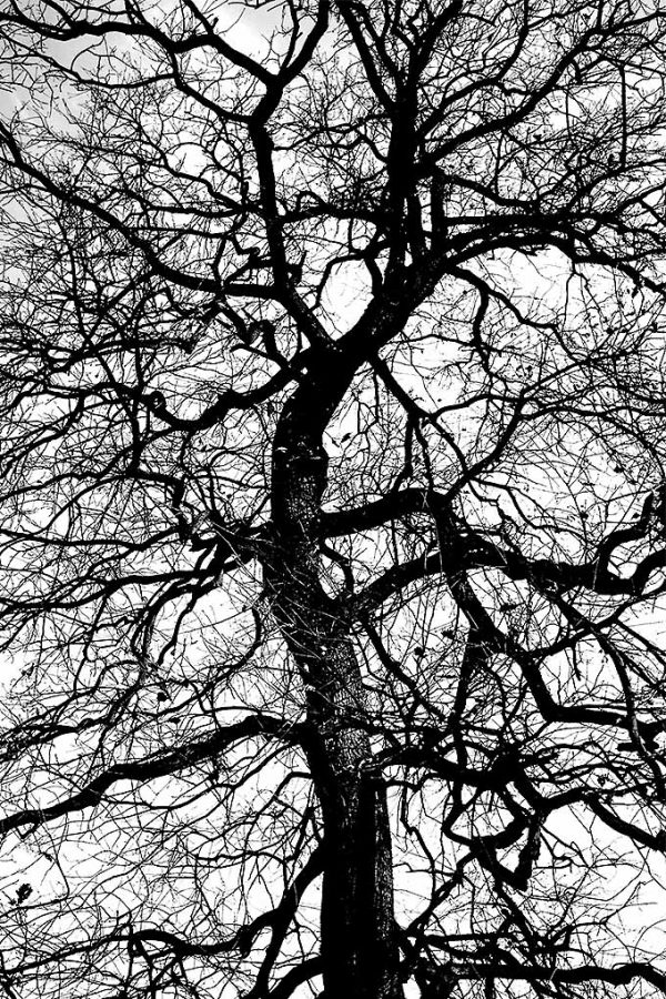 What to Do When the Top of Your Tree Dies | Gardener’s Path