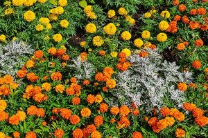 How to Grow and Care for Marigold Flowers | Gardener's Path