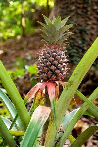 Grow Pineapple from Kitchen Scraps at Home | Gardener’s Path