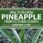 Grow Pineapple from Kitchen Scraps at Home | Gardener’s Path