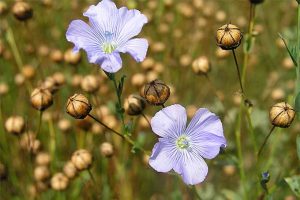 How to Grow Flax for Flowers, Seeds, and Oil | Gardener’s Path