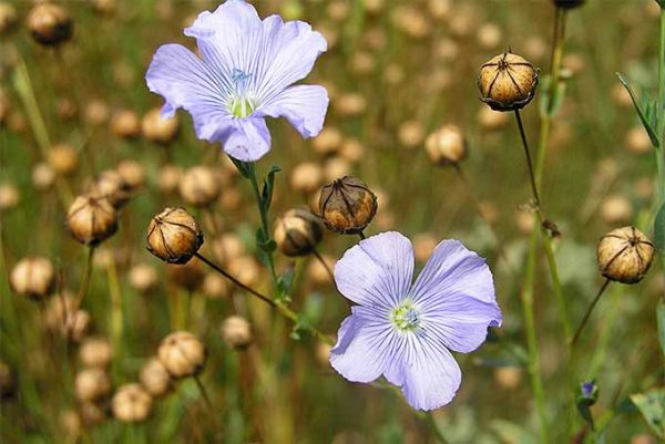 How to Grow Flax for Flowers, Seeds, and Oil | Gardener’s Path