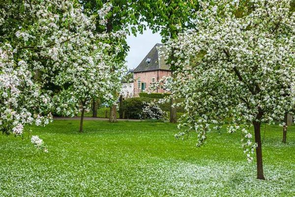 How to Grow and Care for Apple Trees | Gardener’s Path