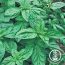 How to Plant and Grow Basil | Gardener’s Path