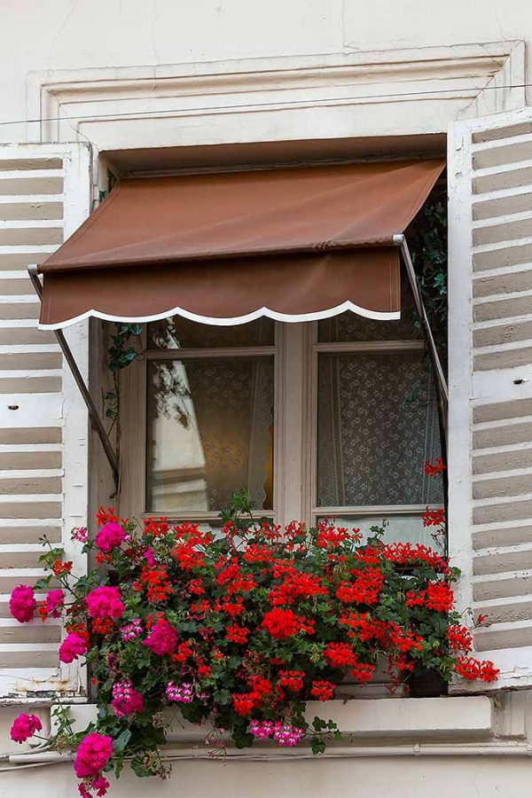 How to Grow and Care for Ivy Geraniums | Gardener’s Path