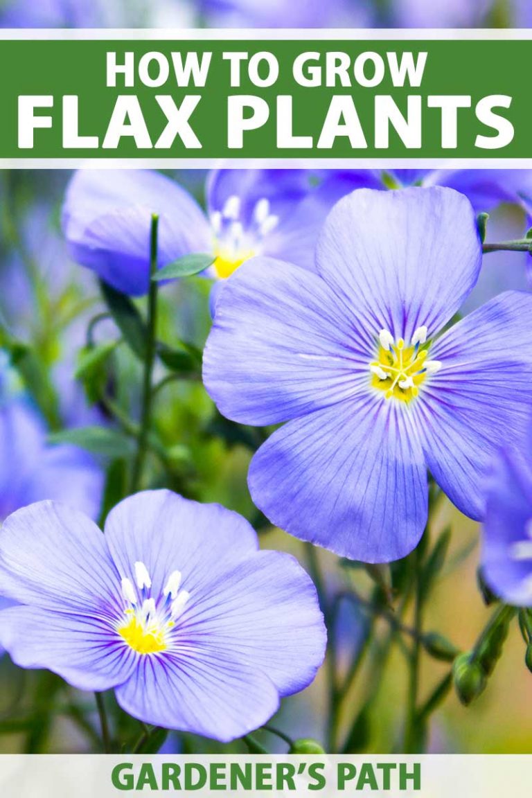 How to Grow Flax for Flowers, Seeds, and Oil | Gardener’s Path