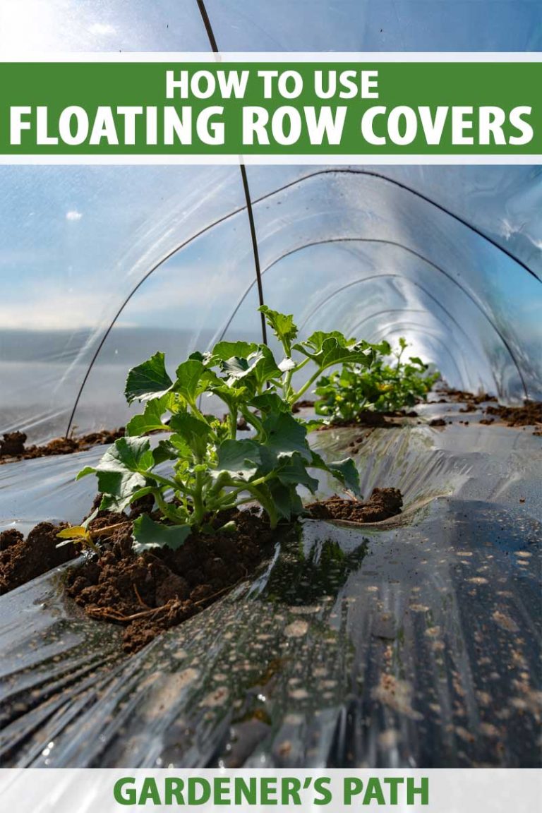 Extend the Season and Keep Pests Out with Floating Row Covers