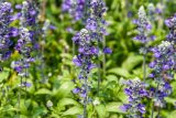 How to Grow Salvia, Easy-Care with Colorful Blooms | Gardener’s Path