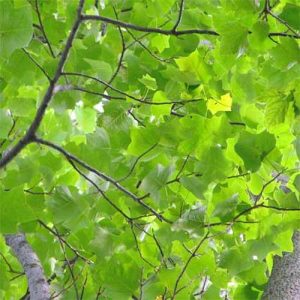 15 Best Deer-Resistant Landscape Trees for Your Yard