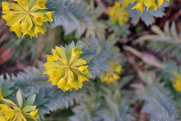 How to Grow Gopher Plant (Euphorbia Rigida) | Gardener’s Path