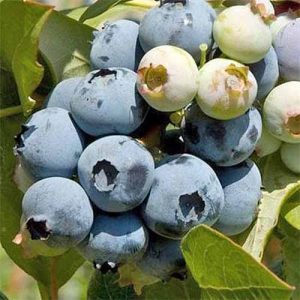 Top 10 Blueberry Varieties to Grow at Home | Gardener’s Path