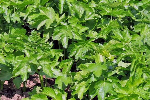 How to Plant and Grow Parsnips | Gardener’s Path